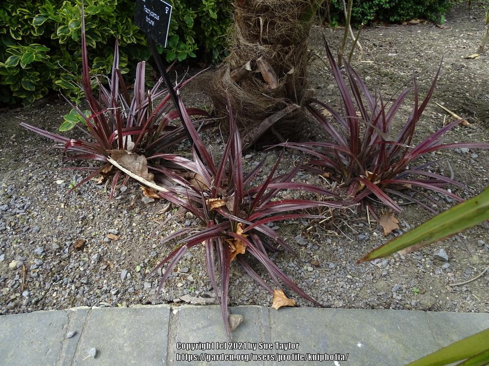 Mountain Astelia (Astelia nervosa 'Red Devil') - Garden.org