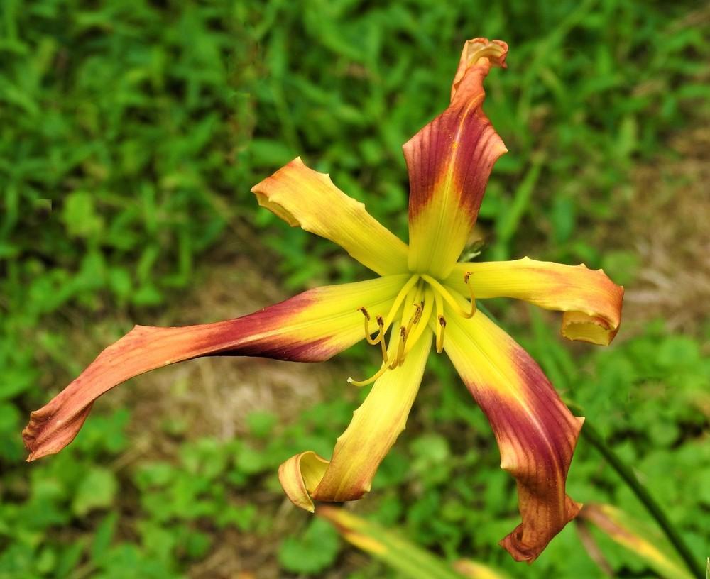 Daylily (Hemerocallis 'Ruth Gets it Done') in the Daylilies Database ...