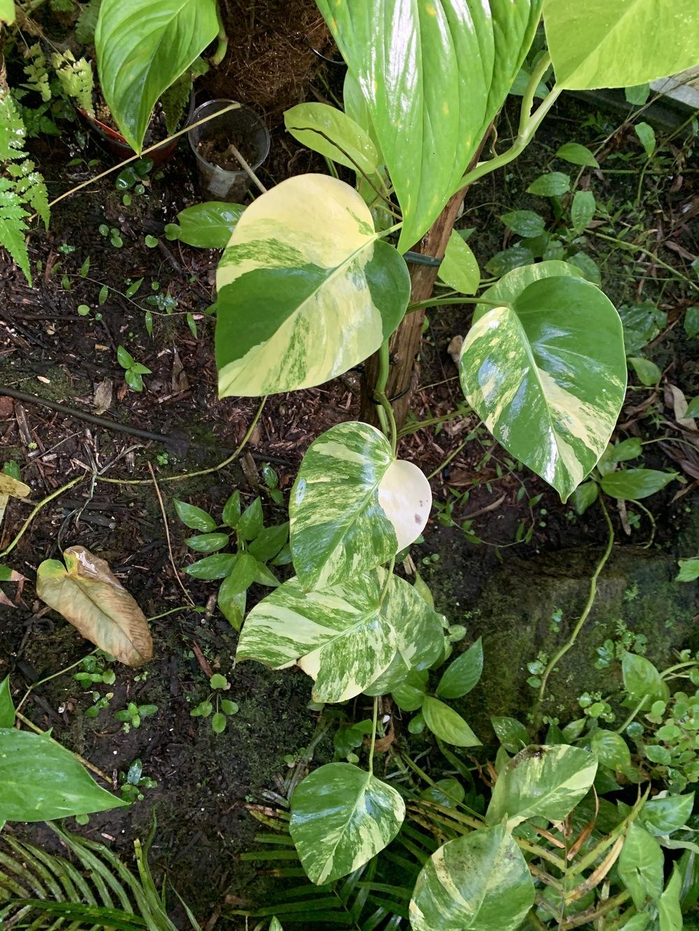 Monstera - Dead/Spent node? in the Houseplants forum - Garden.org