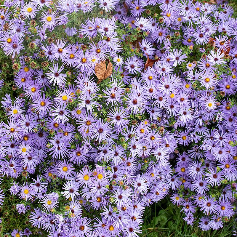Photo of the entire plant of Aromatic Aster (Symphyotrichum ...