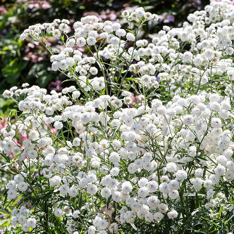Photo of the bloom of Pearl Yarrow (Achillea ptarmica 'Double Diamond ...