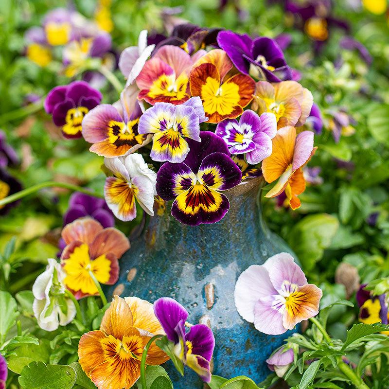 Viola (Viola cornuta 'Historic Florist Mix') in the Violas Database ...