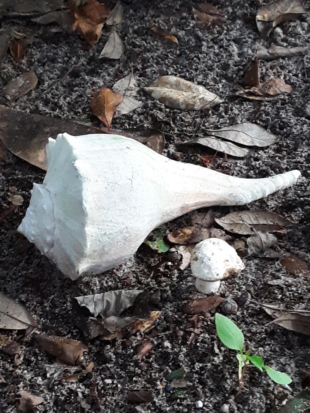 Shell and Shroom in the Sandbox forum - Garden.org