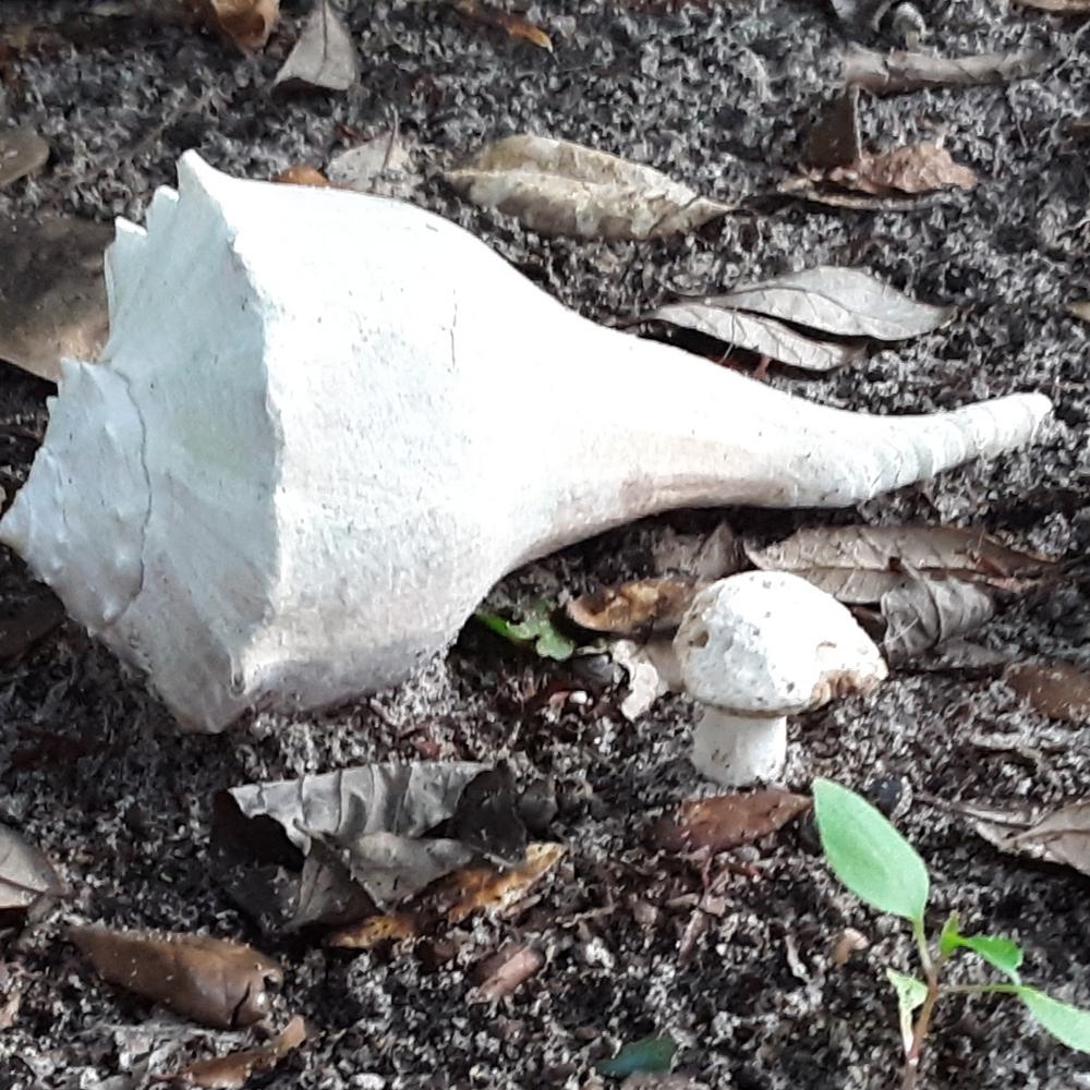 Shell and Shroom in the Sandbox forum - Garden.org