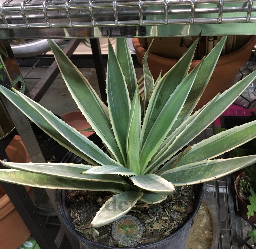 Caribbean Agave (Agave angustifolia 'Variegata') in the Agaves Database - Garden.org
