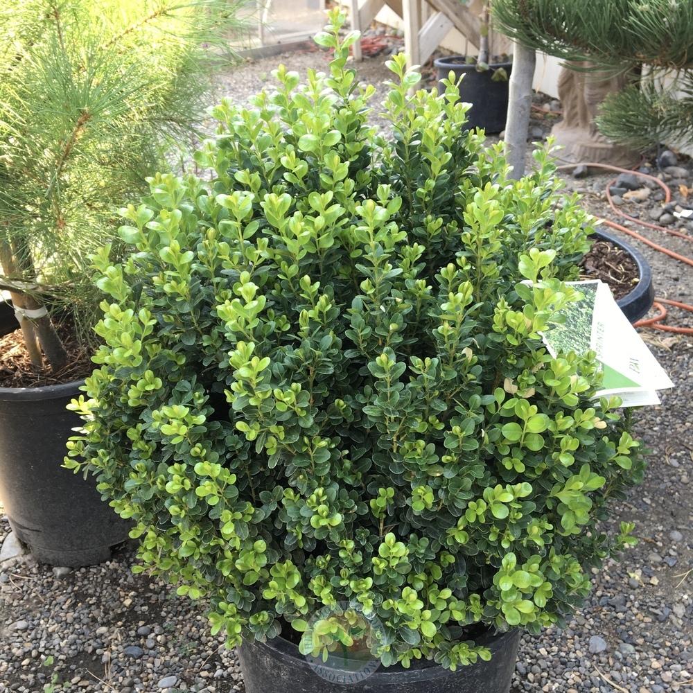 Photo of the entire plant of Korean Boxwood (Buxus sinica var ...