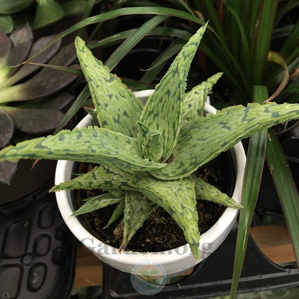 Photo of the seedling or young plant of Aloe 'Key Lime' posted by ...