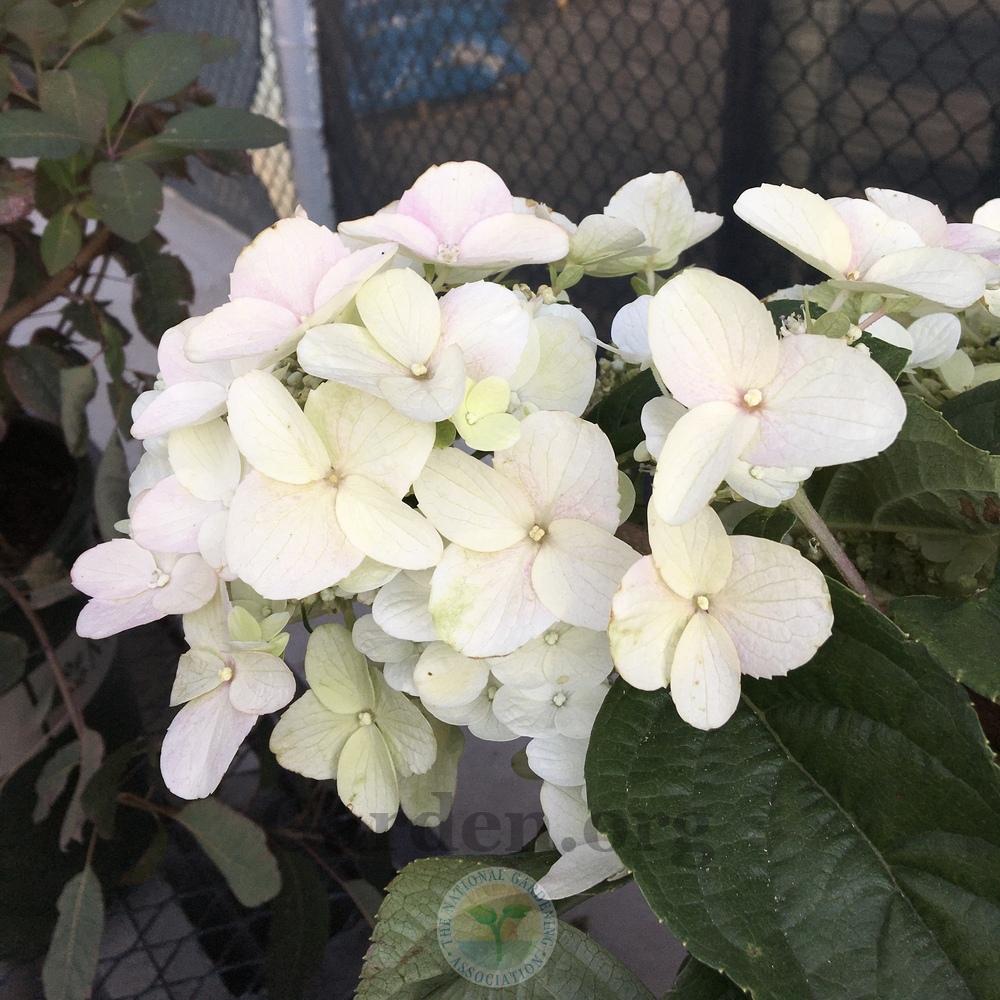 Photo of the bloom of Panicle Hydrangea (Hydrangea paniculata Fire and Ice™) posted by ...