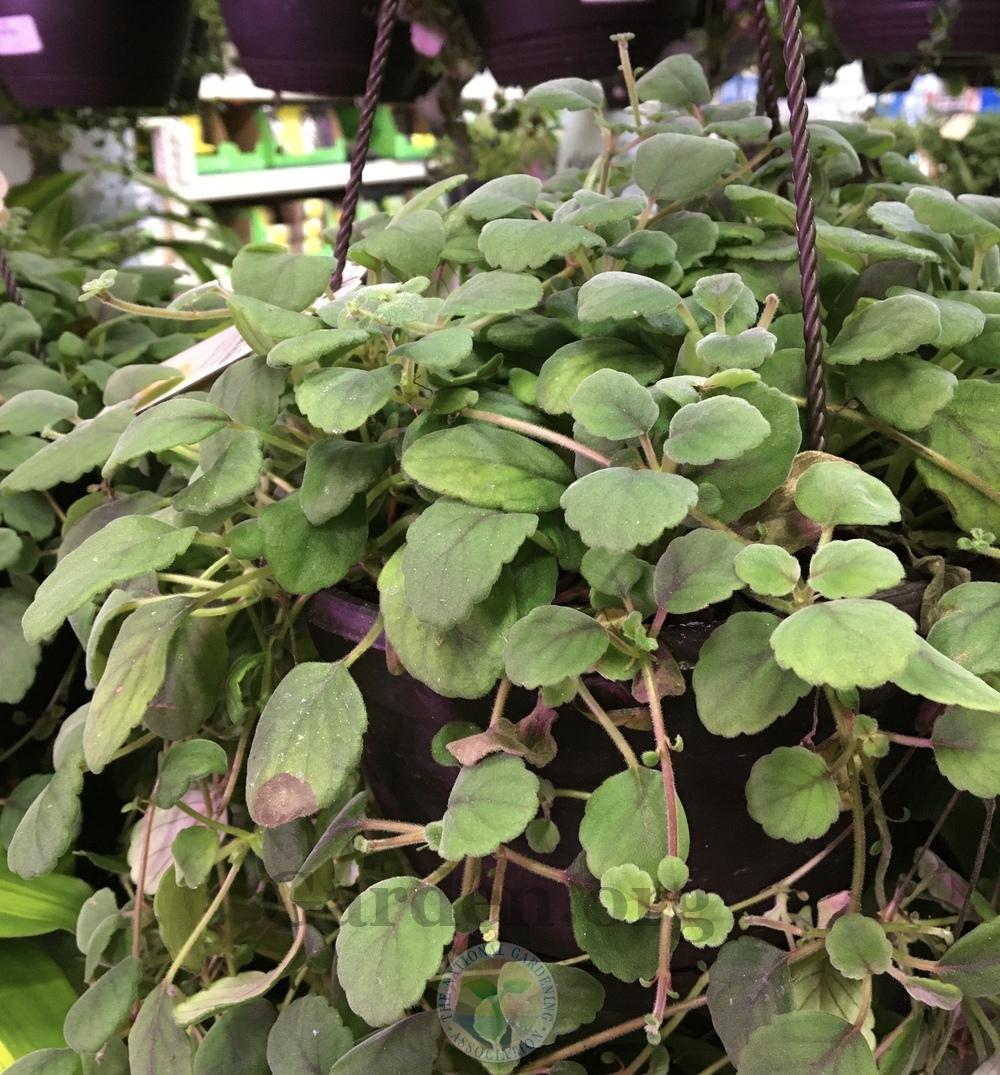 Photo of the leaves of Lace Flower (Alsobia dianthiflora) posted by ...