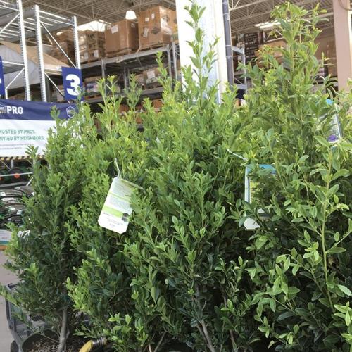 Holly (Ilex Emerald Colonnade®) in the Ilex Database - Garden.org