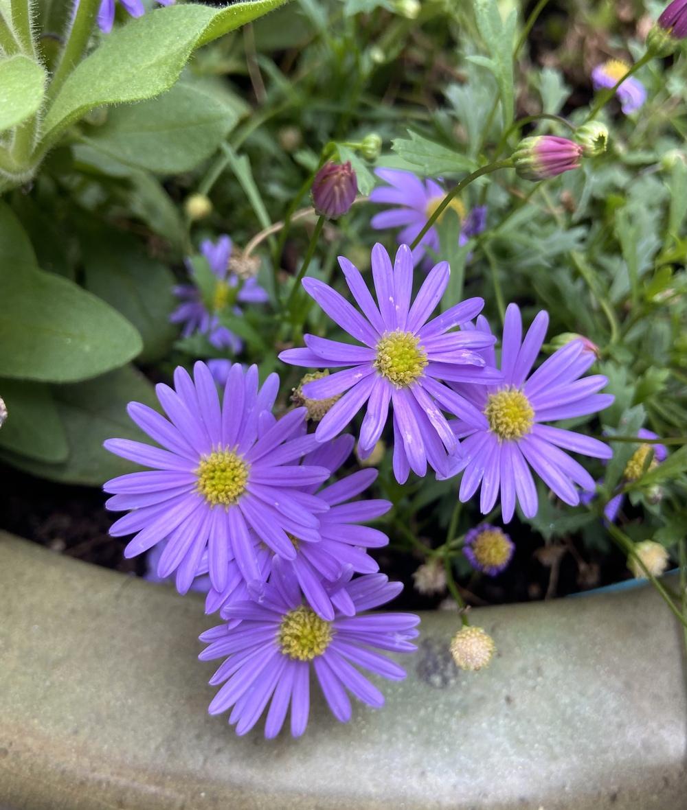 Brachyscome Brasco™ Violet - Garden.org