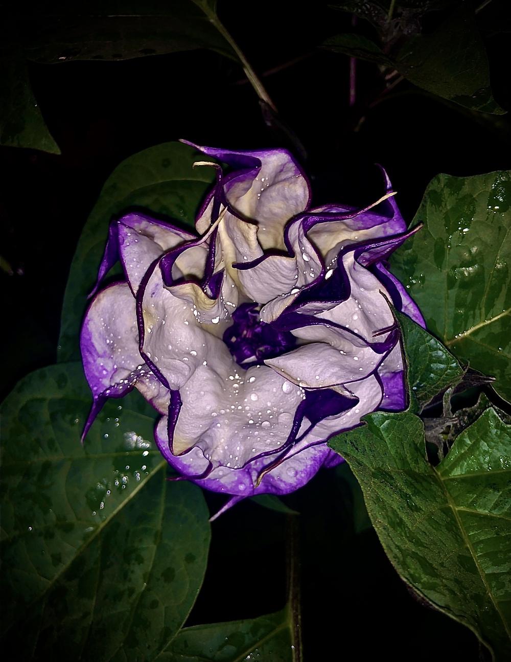 Devil's Trumpet (Datura metel 'Ballerina Purple') - Garden.org