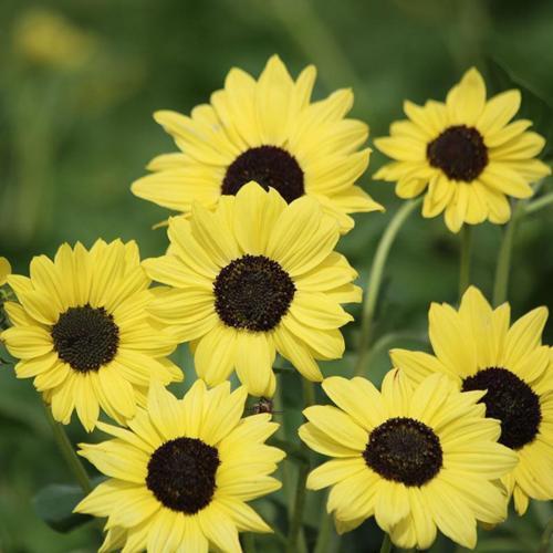 Sunflower (Helianthus debilis 'Soluna Lemon') - Garden.org