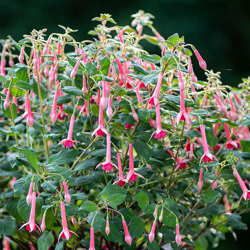 Photo of the entire plant of Fuchsia 'Billy Green' posted by Joy ...