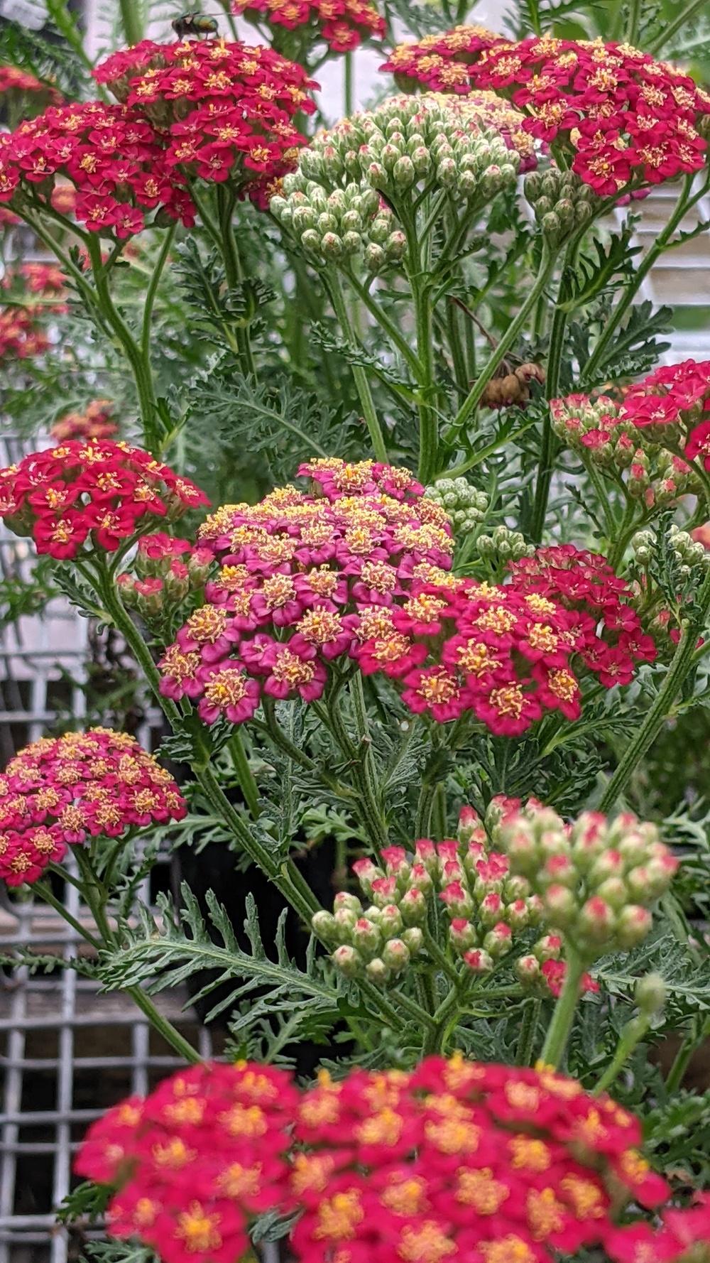 Yarrow (Achillea millefolium Milly Rock™ Rose) in the Yarrows Database ...