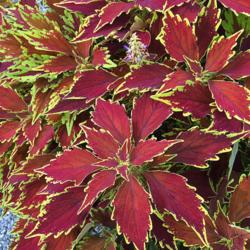 Photo of the entire plant of Coleus (Coleus scutellarioides ...