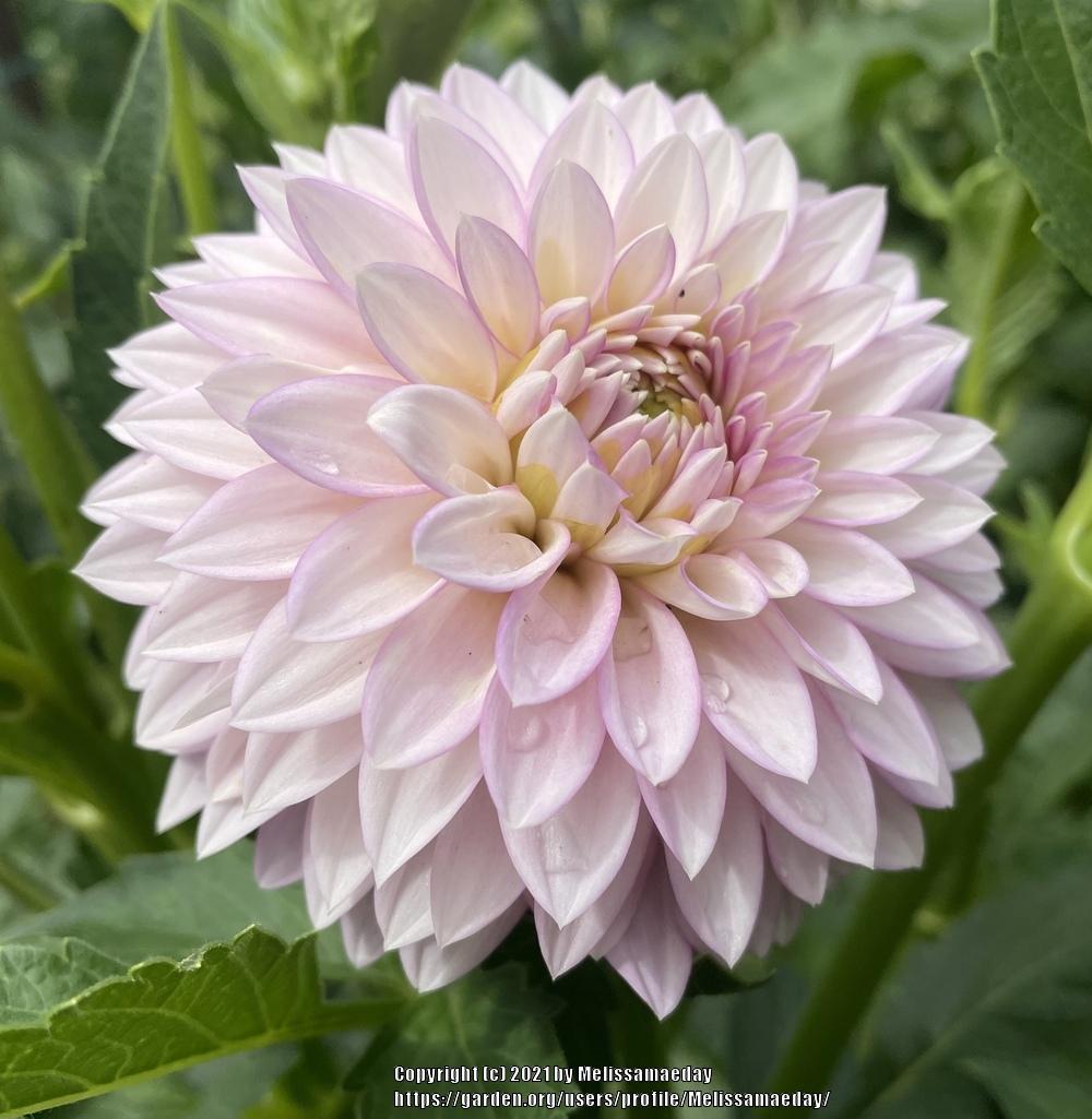 Photo of the bloom of Dahlia 'Clearview David' posted by Melissamaeday ...