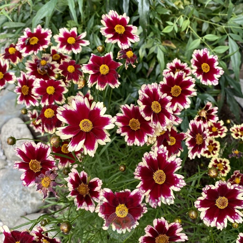 Photo of the entire plant of Hybrid Tickseed (Coreopsis Hardy Jewel ...