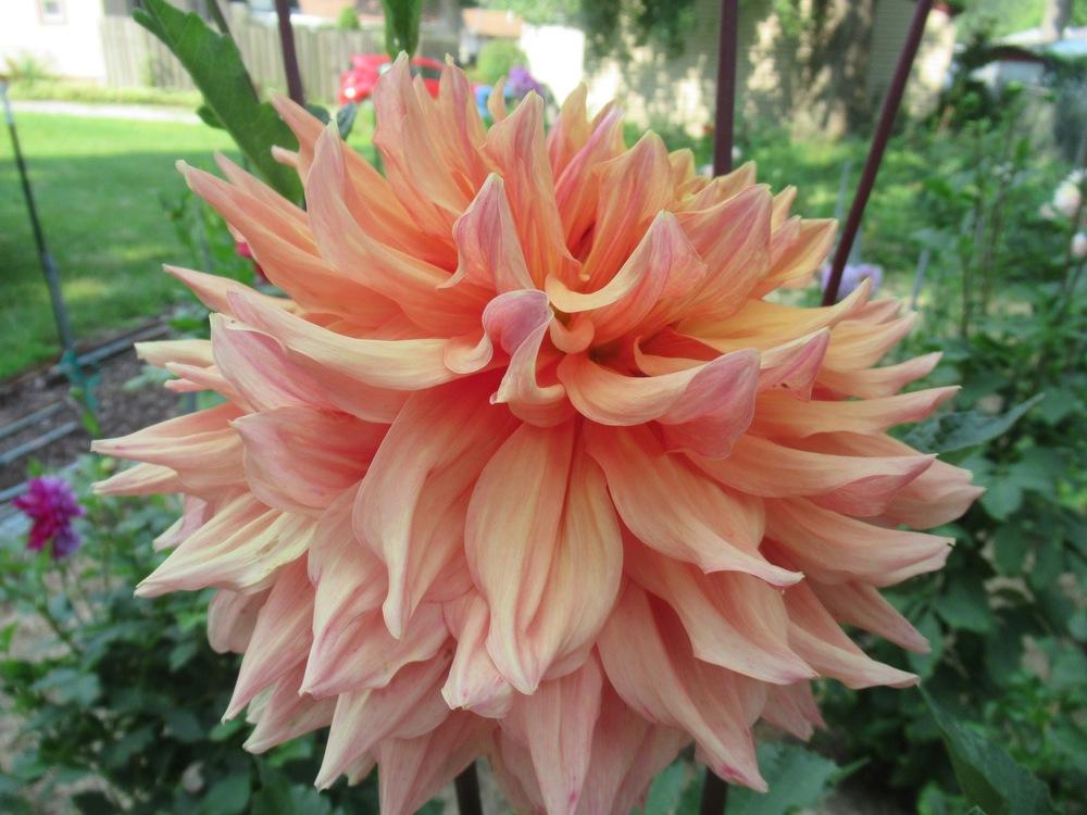 Photo of the bloom of Dahlia 'Ben Huston' posted by psudan - Garden.org