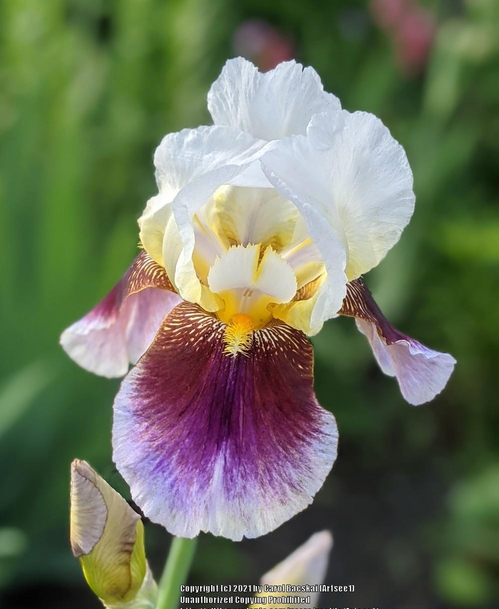 Tall Bearded Iris (Iris 'Striped Red Neglecta') in the Irises Database ...