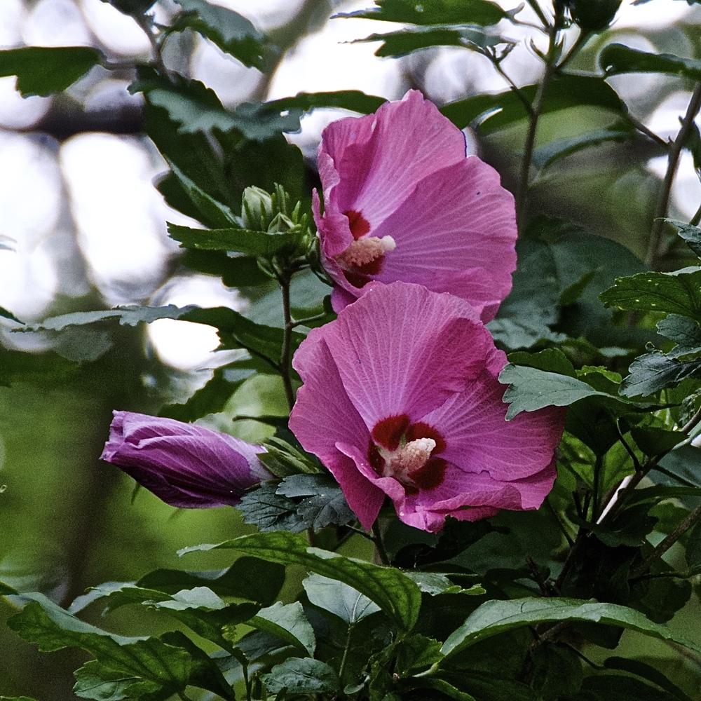 Rose Of Sharon (Hibiscus syriacus Lil Kim™ Red) in the Roses of Sharon ...
