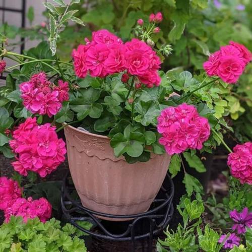 Ivy Geranium (Pelargonium Great Balls of Fire™ Deep Rose) in the ...
