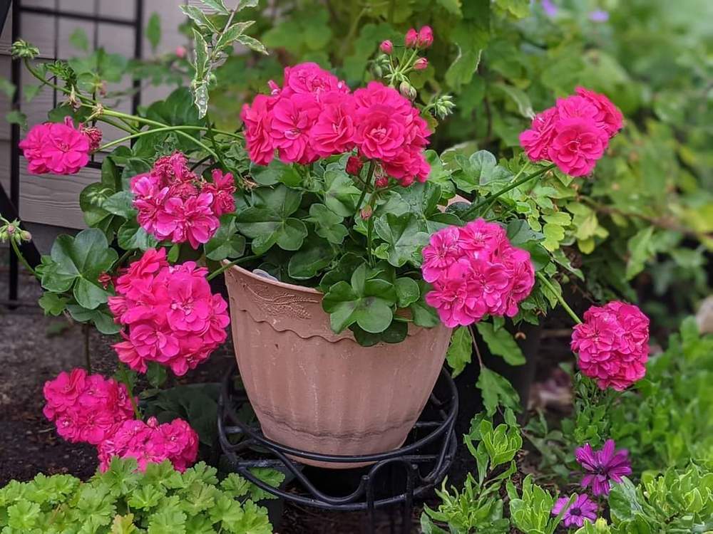 Ivy Geranium (Pelargonium Great Balls of Fire™ Deep Rose) in the ...