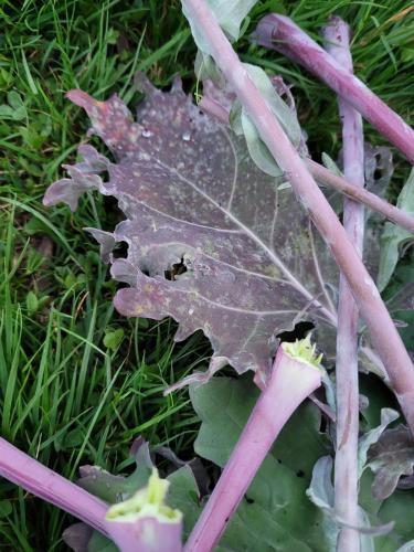 Powdery mildew on kale? in the Vegetables and Fruit forum - Garden.org