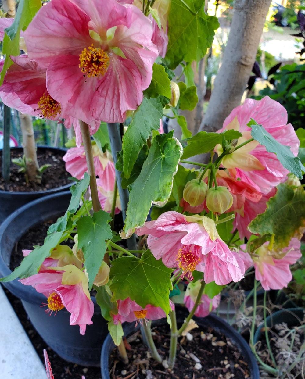 Abutilons: Plant Care and Collection of Varieties - Garden.org