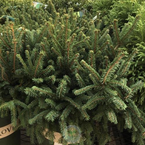 Dwarf Norway Spruce (Picea abies 'Pumila') in the Spruces Database ...