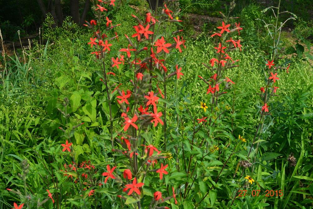 Royal Catchfly (Silene regia) - Garden.org