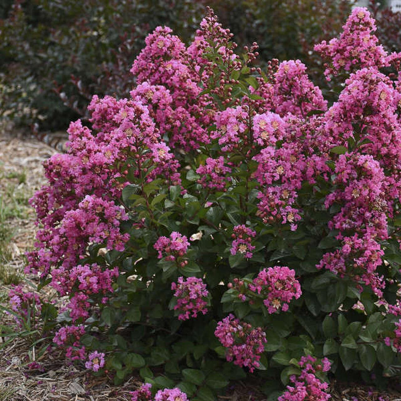 Crepe Myrtle (Lagerstroemia Barista™ Peppermint Mocha) in the Crepe ...