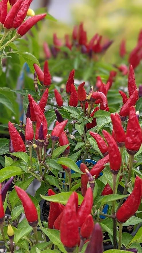 Photo of the fruit of Ornamental Pepper (Capsicum annuum 'Sangria ...