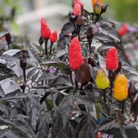 Photo of the fruit of Pepper (Capsicum 'Midnight Fire') posted by Joy ...