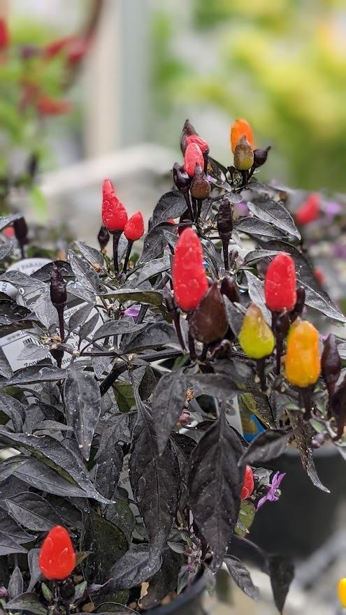 Photo of the fruit of Pepper (Capsicum 'Midnight Fire') posted by Joy ...