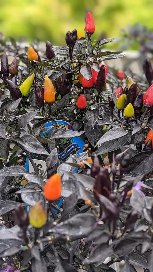 Pepper (Capsicum 'Midnight Fire') in the Peppers Database - Garden.org