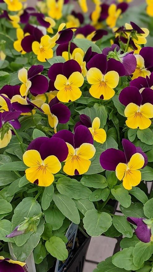 Viola cornuta Penny™ Yellow Jump Up in the Violas Database - Garden.org