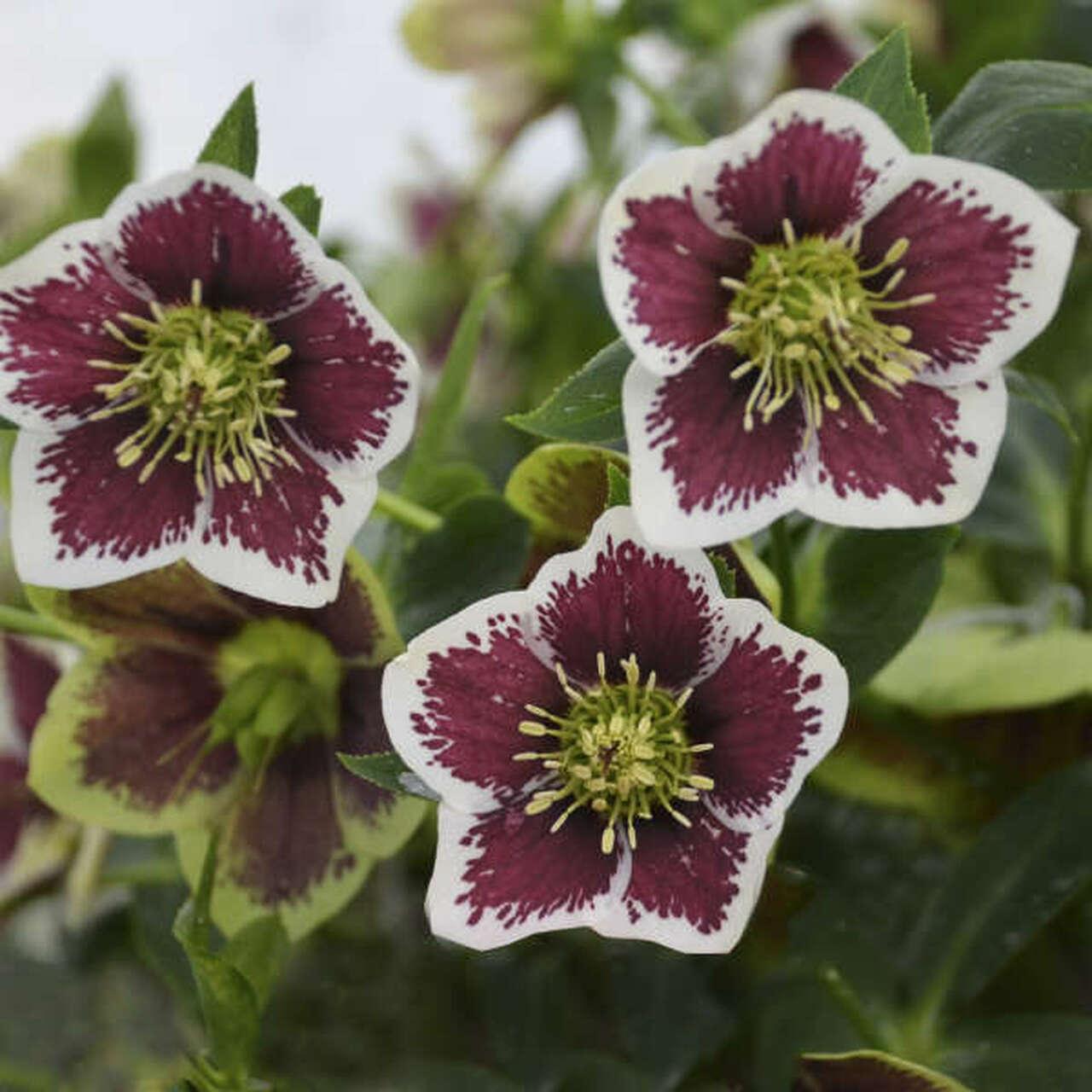 Christmas Rose (Helleborus Honeymoon™ Romantic Getaway) in the ...