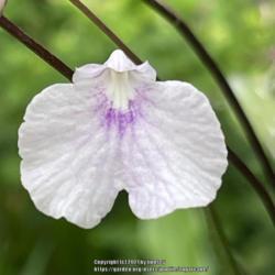 Photo of the bloom of Delicate Violet Orchid (Ionopsis utricularioides ...