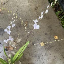 Photo of the bloom of Delicate Violet Orchid (Ionopsis utricularioides ...