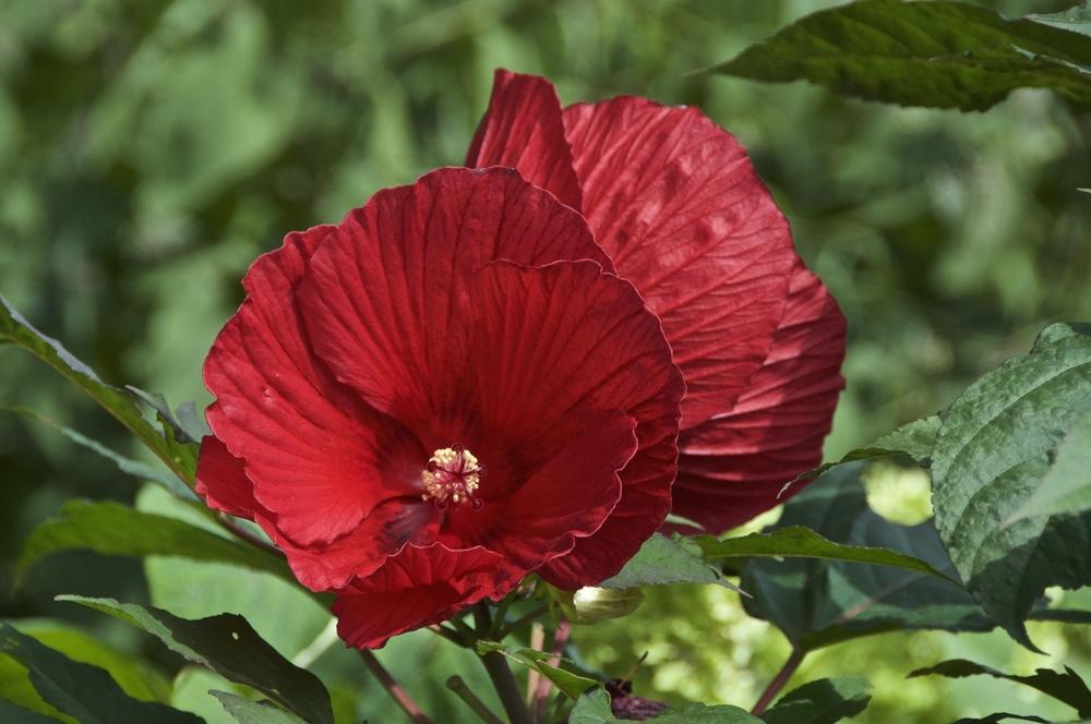 Hybrid Hardy Hibiscus (Hibiscus 'Fireball') in the Hibiscus Database ...