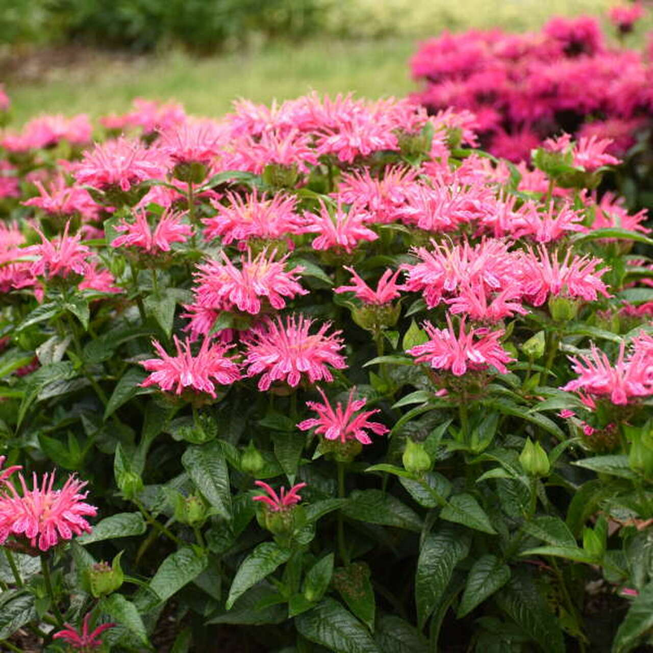 Bee Balm (Monarda 'Leading Lady Pink') in the Bee Balms Database ...