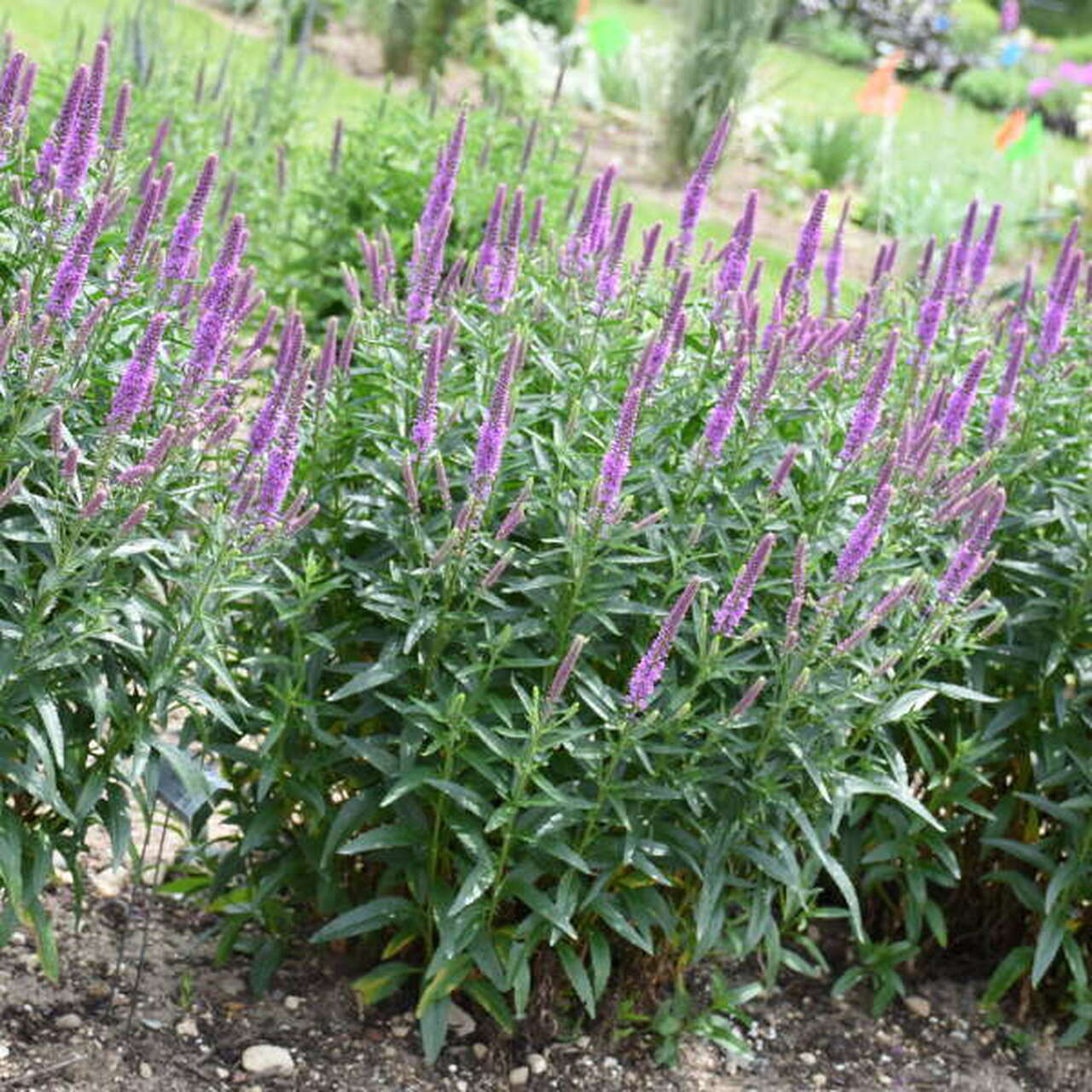 Spike Speedwell (Veronica 'Purple Leia') in the Veronicas Database ...