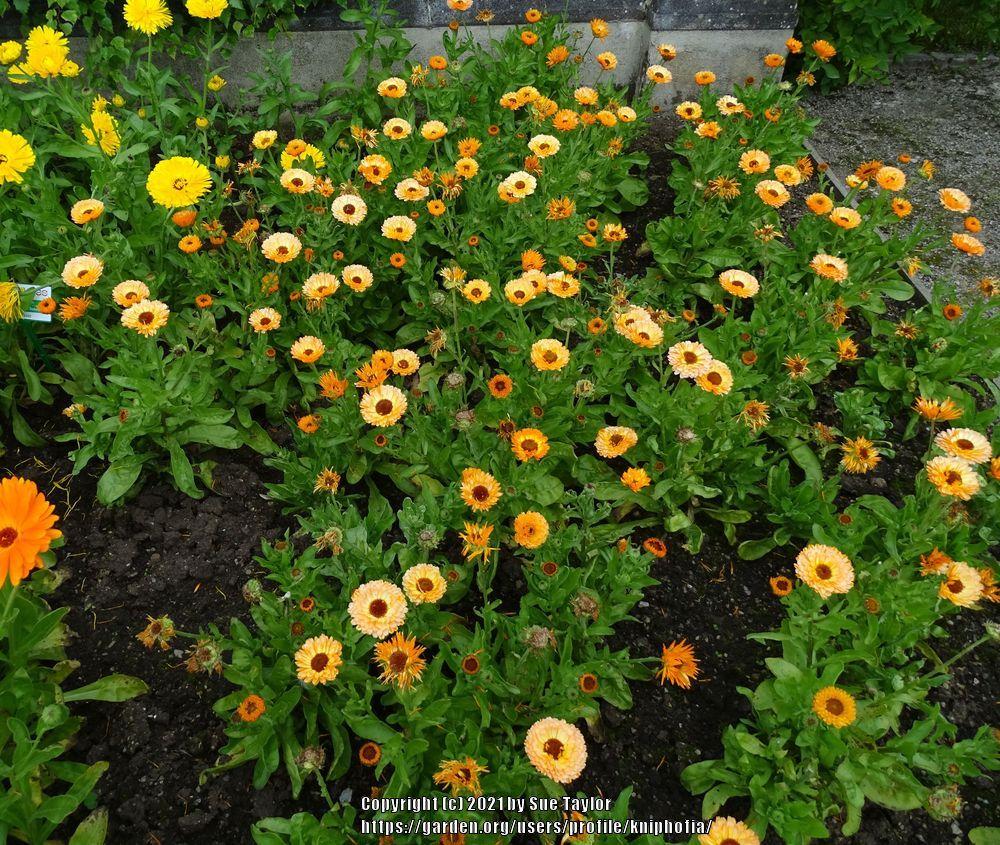 Photo of the entire plant of Pot Marigold (Calendula officinalis 'Pink ...