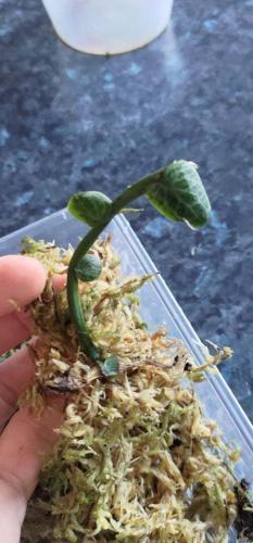 Disaster / very upset plants after repotting! in the Houseplants forum ...