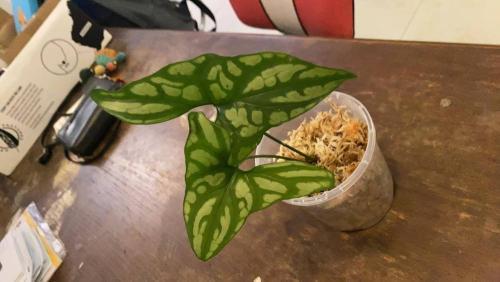 Disaster / very upset plants after repotting! in the Houseplants forum ...