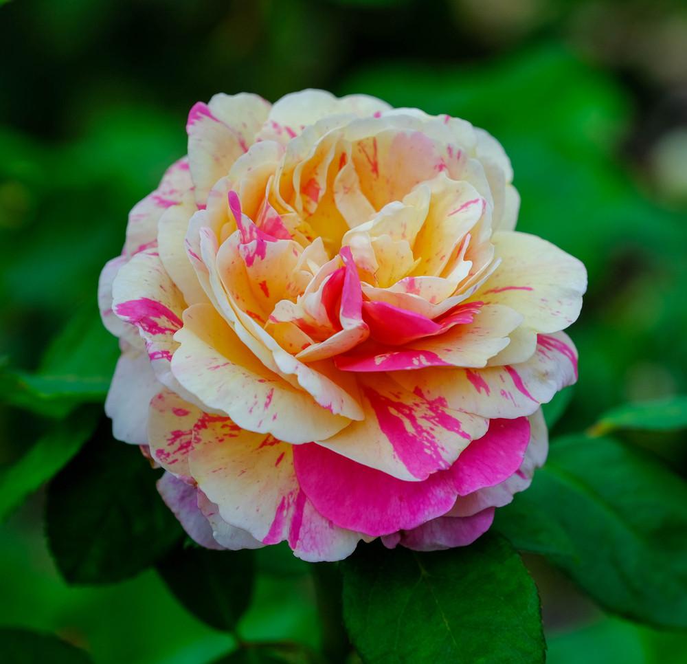 Photo of the bloom of Rose (Rosa 'Wonderstripe') posted by AnnKNCalif ...