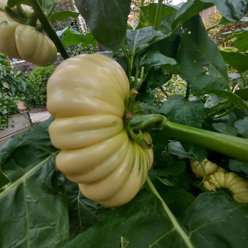 African Eggplant (Solanum aethiopicum 'N'Goyo') - Garden.org