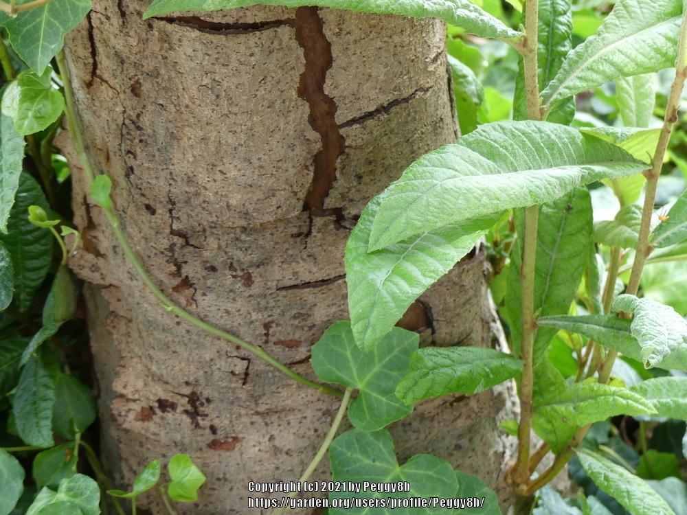 25' Loquat Tree Freeze Damage in the Trees and Shrubs forum - Garden.org