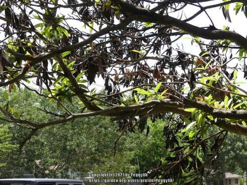 25' Loquat Tree Freeze Damage in the Trees and Shrubs forum - Garden.org